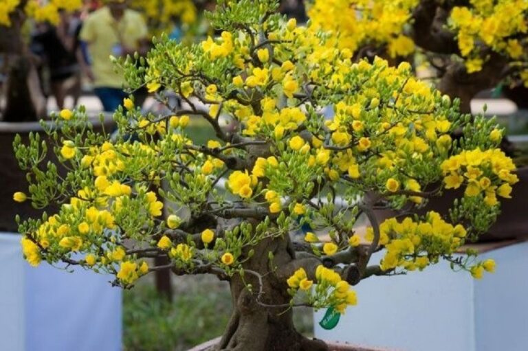 Hoa mai: Ý nghĩa sâu sắc và cách chăm sóc để hoa nở lâu tàn | Xanh SM