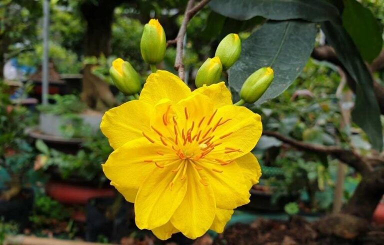 Hoa mai: Ý nghĩa sâu sắc và cách chăm sóc để hoa nở lâu tàn | Xanh SM