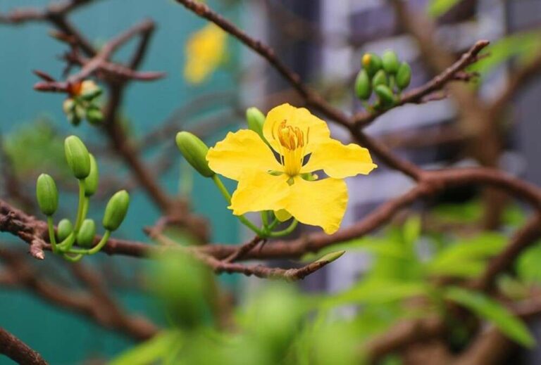 Hoa mai: Ý nghĩa sâu sắc và cách chăm sóc để hoa nở lâu tàn | Xanh SM