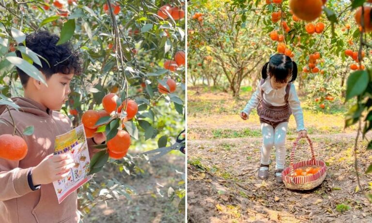 Chimi Farm 4 cầu Nhật Tân: Trải nghiệm nông trại ngay tại Hà Nội | Xanh SM